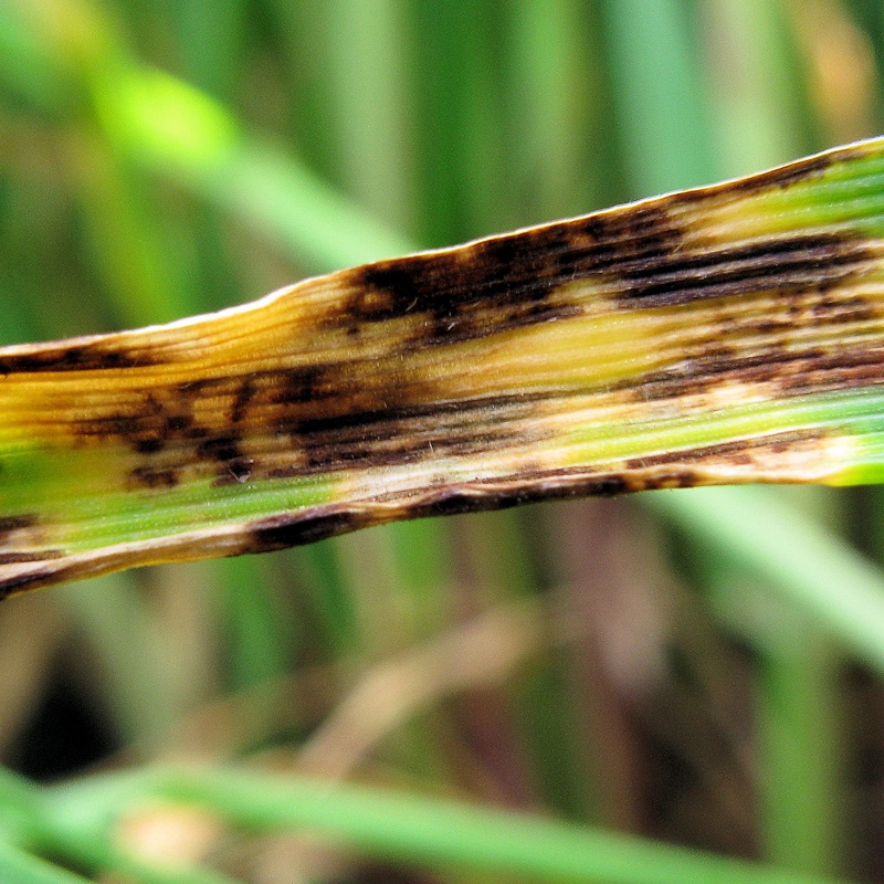2019 - Barley disease control: the benefits of a T0 treatment